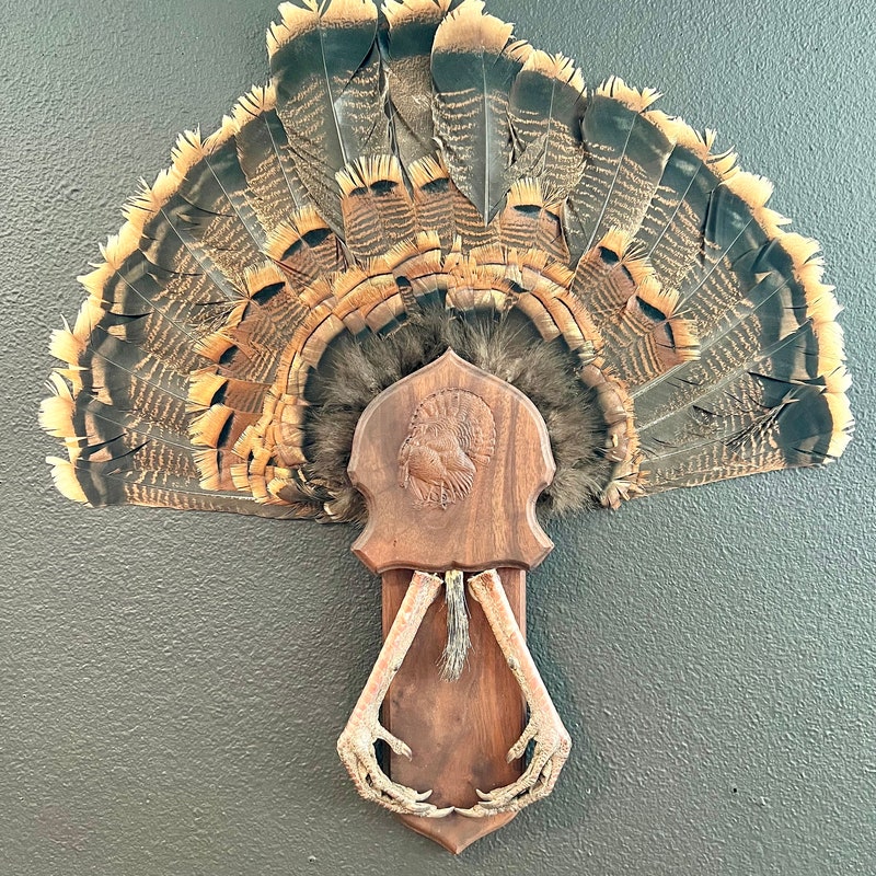 Turkey Fan Mount - Etsy