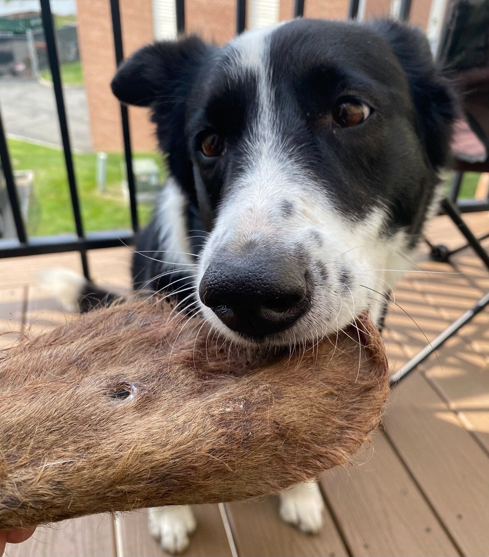 Air Dried Dog Chew for Dogs Air Dried Steer Ear Dog Chew Treat - Etsy