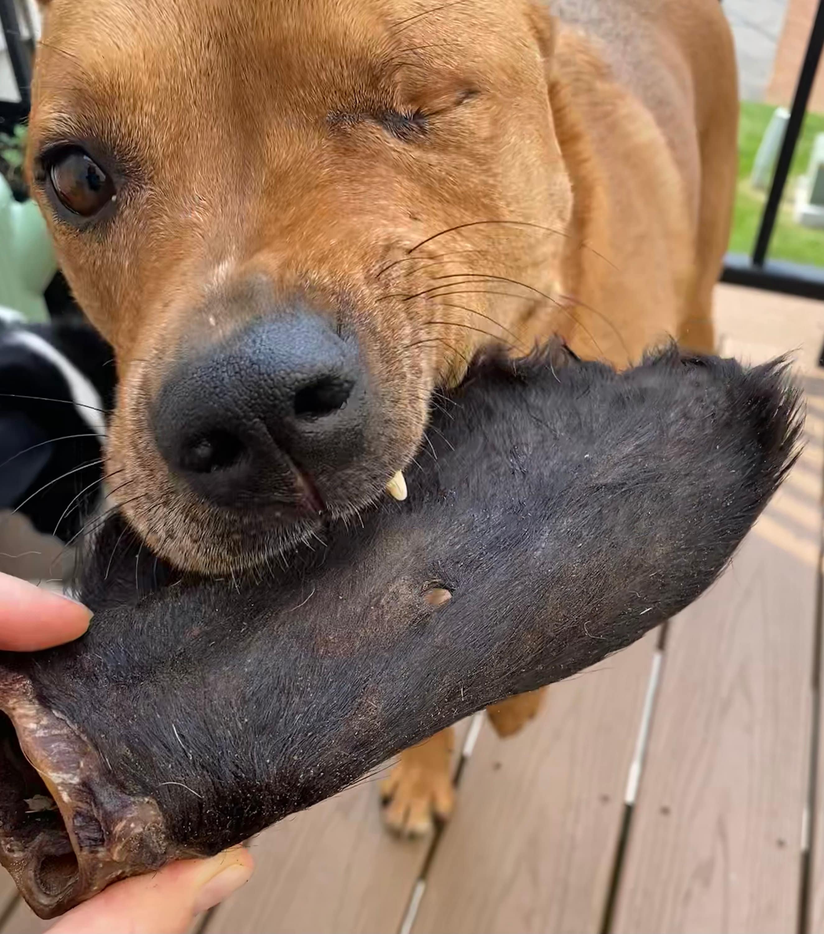 Air Dried Dog Chew for Dogs Air Dried Steer Ear Dog Chew Treat - Etsy