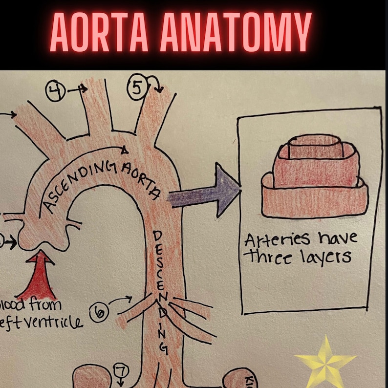 Cheat Sheet for Aorta Dissection and Aneurysms, ICU Cheat Sheet ...