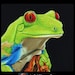 Tree Frog Print - Etsy