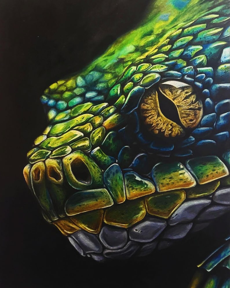 Snake - Coloured Pencil Drawing on Paper - Etsy