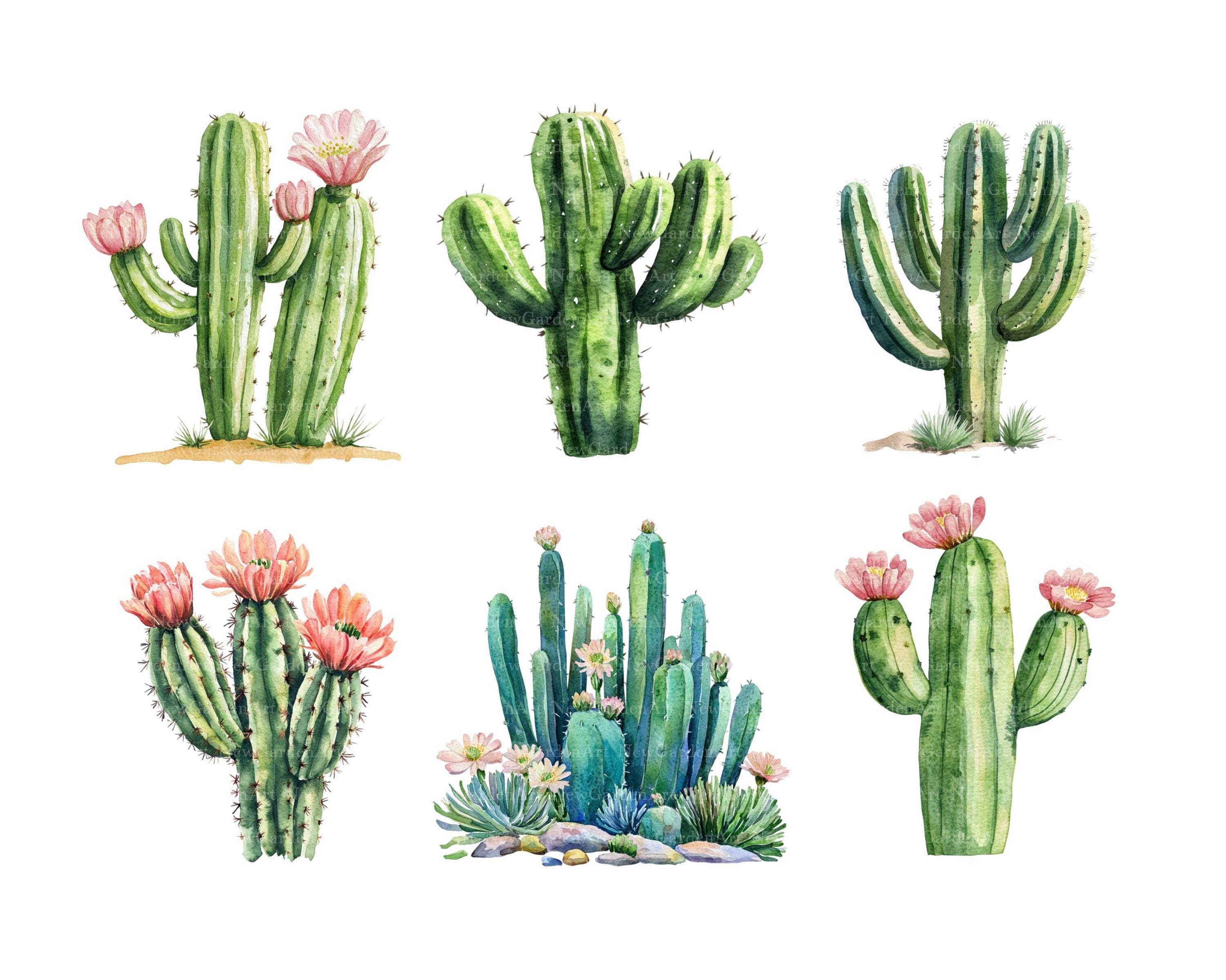 Watercolor Cactus Clipart Bundle, Cactus Png, Desert Cactus Clip Art ...