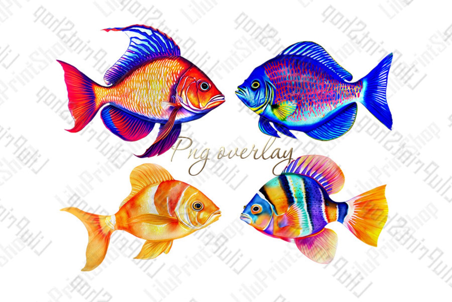 Fish Watercolor Clipart Png Sea Clip Art Tropical Fish - Etsy