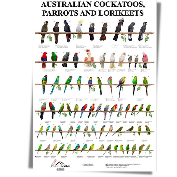 Parrot Poster - Etsy