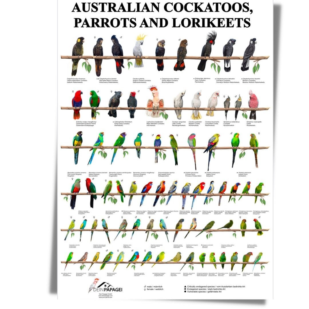 Australian Parrots Species