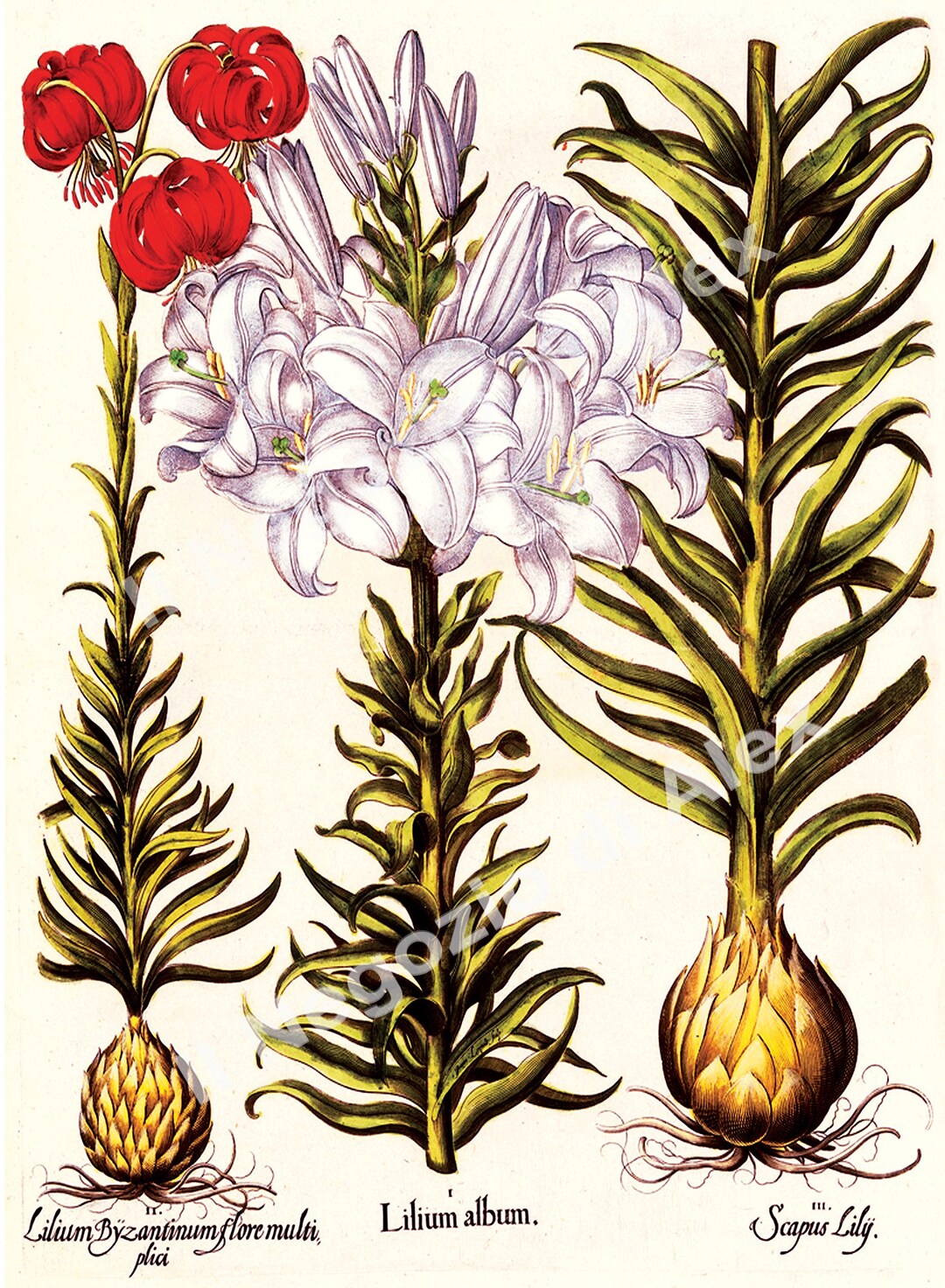 Poster on Canvas Nature Flowers Code 11 Cm.35x50 Maria Sibylla Merian ...