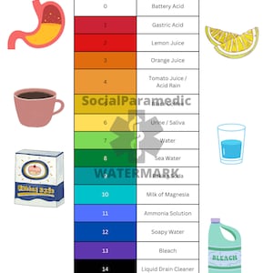 Acid Base Balance Study Guide - Etsy