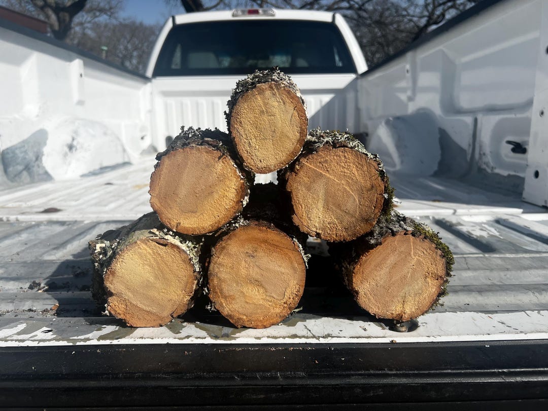 Bundle of 6 Natural White Oak Wood Limbs for Rustic Crafts, DIY ...
