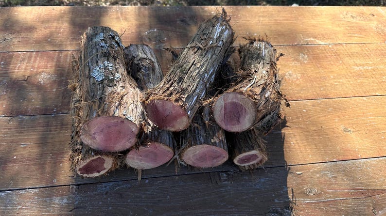 Bundle of 6 Natural Cedar Wood Limbs for Rustic Crafts, DIY Projects ...