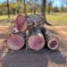 Bundle of 6 Natural Cedar Wood Limbs for Rustic Crafts, DIY Projects ...