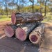 Bundle of 6 Natural Cedar Wood Limbs for Rustic Crafts, DIY Projects ...
