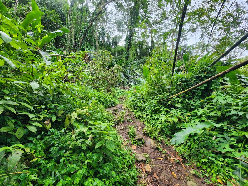 Serene Jungle Path Digital Art: A Tranquil Journey Through Curved Trails and Lush Greenery for ...