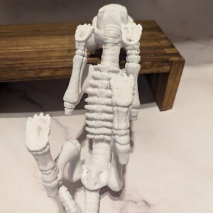 3D Printed Feline Skeleton Model: Large Cat Bone Replica for Halloween ...