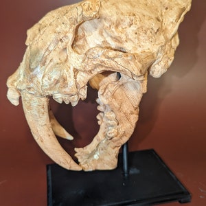 Lifelike 3D Printed Saber-toothed Tiger Skull Replica - Prehistoric ...