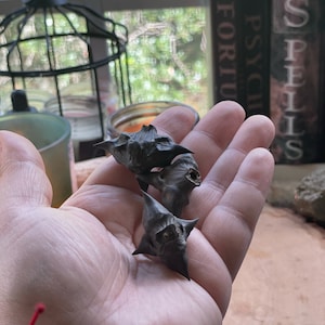 Devil Pods (bat Nuts) - Etsy