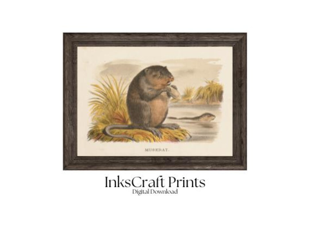 Muskrat Watercolor Painting Digital Print | Wildlife Wall Art | Rustic ...