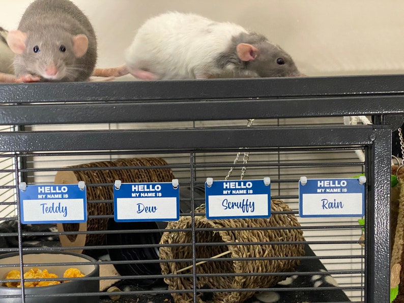 Personalized Guinea Pig Cage Name Tags Handcrafted Guinea Pig - Etsy