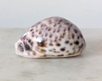 Set of 12 Small Tiger Cowrie Shells Seashell 2 Cypraea Tigris Beach ...
