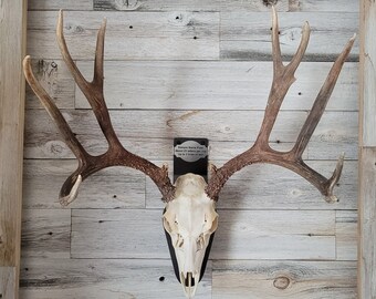 Bear Skull Mount - Etsy