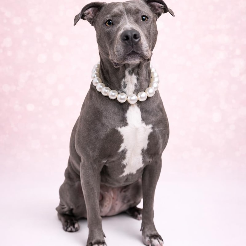 Collar for Pug - Etsy