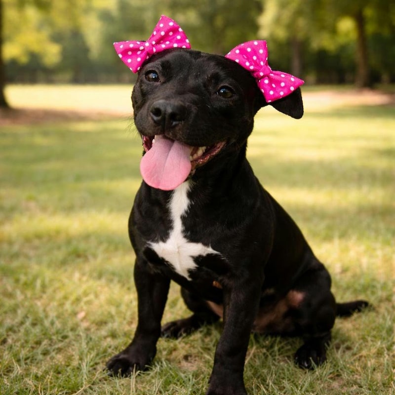 Dog Double Headband Bows - Etsy