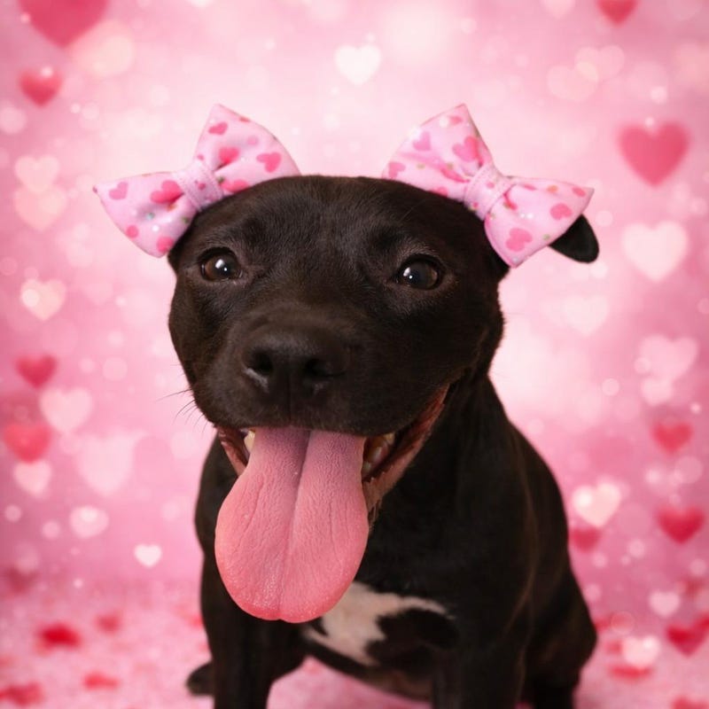 Dog Green Accessories - Etsy