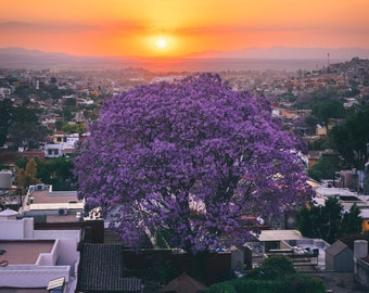 Jacaranda Photography - Etsy