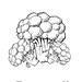 Fruits and Vegetables Coloring Book for Kids – Healthy Food Coloring ...