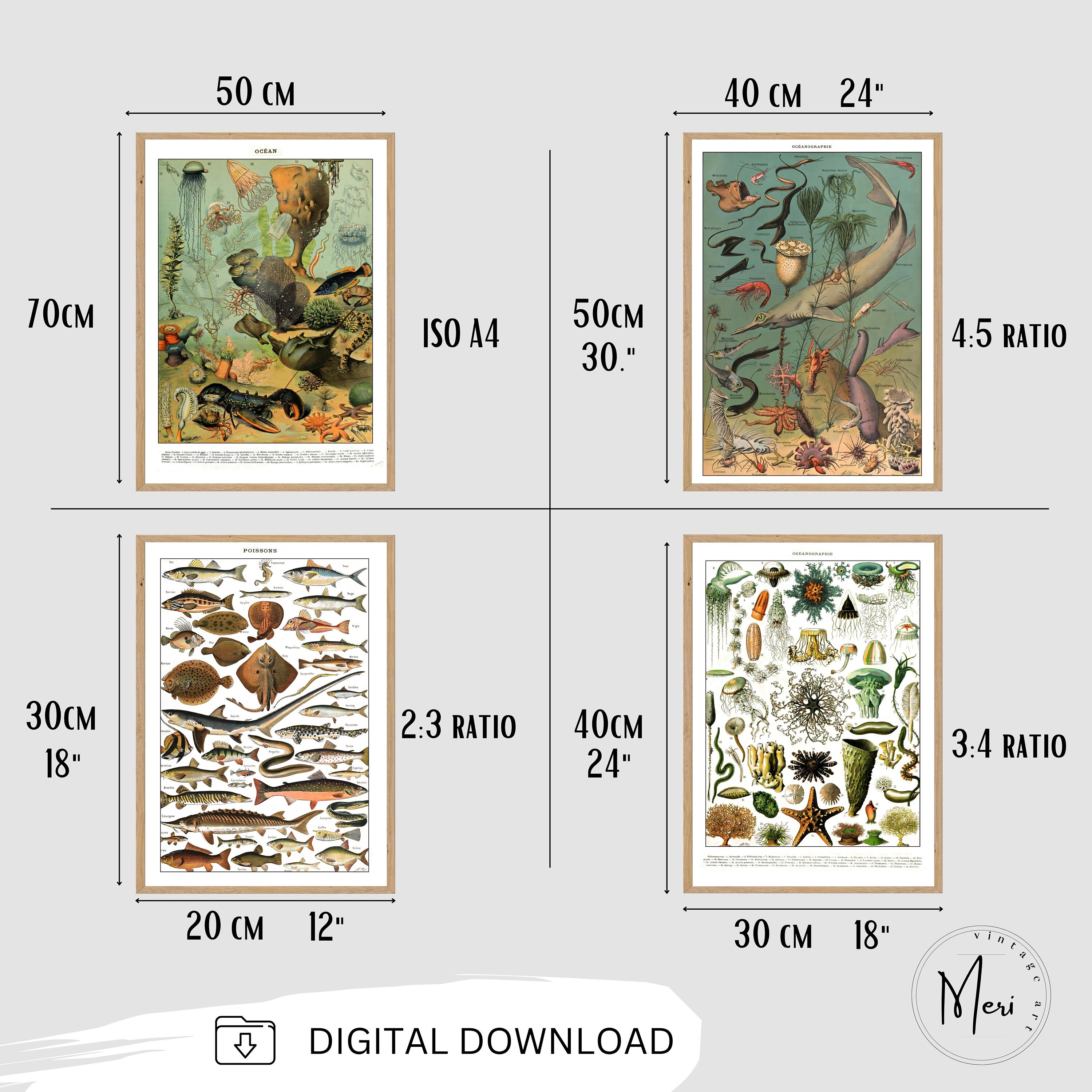 Sea Life Set of 9 Posters,adolphe Millot,vintage French Lithography ...