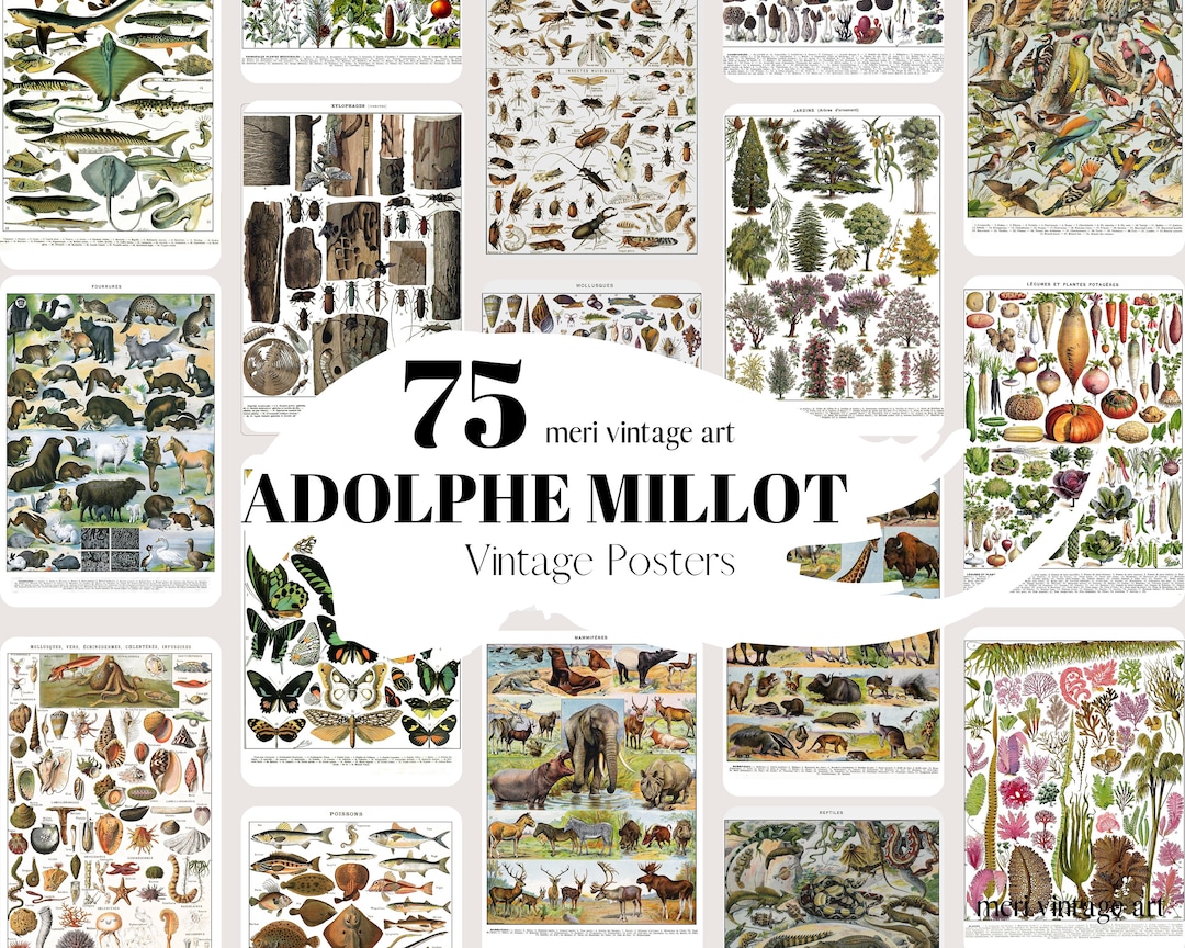 Adolphe Millot BUNDLE,75 Posters and Illustrations,adolphe Millot ...