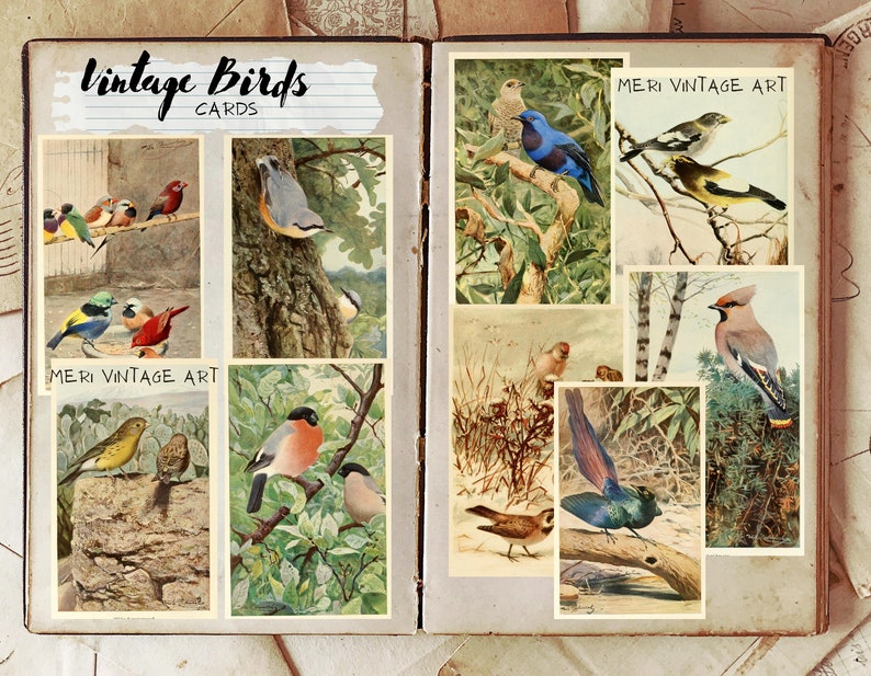 Bird Fussy Cutdigital Fussy Cut Birds Scrapbooking Junk - Etsy