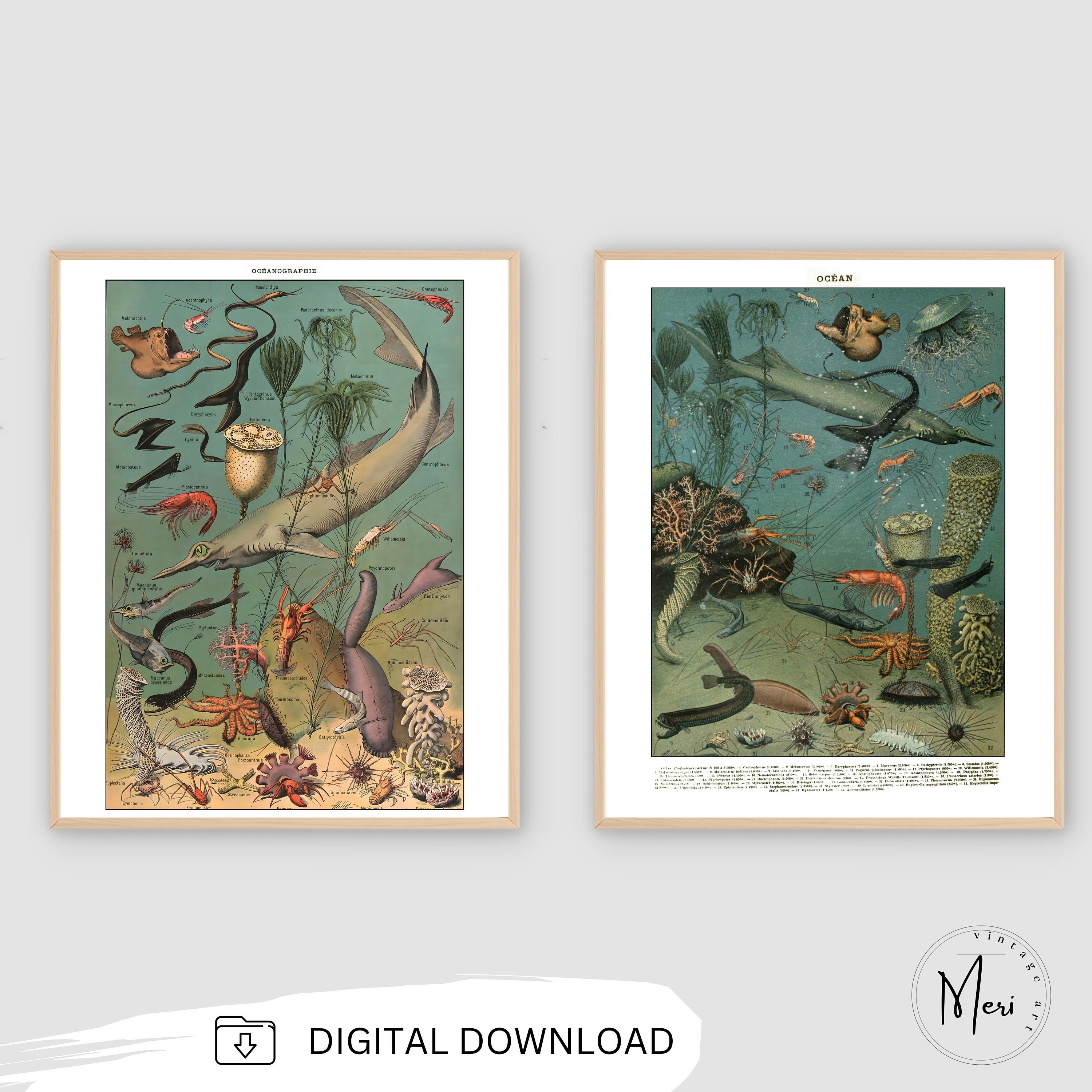 Sea Life Set Of 9 Posters Adolphe Millot Vintage French Lithography