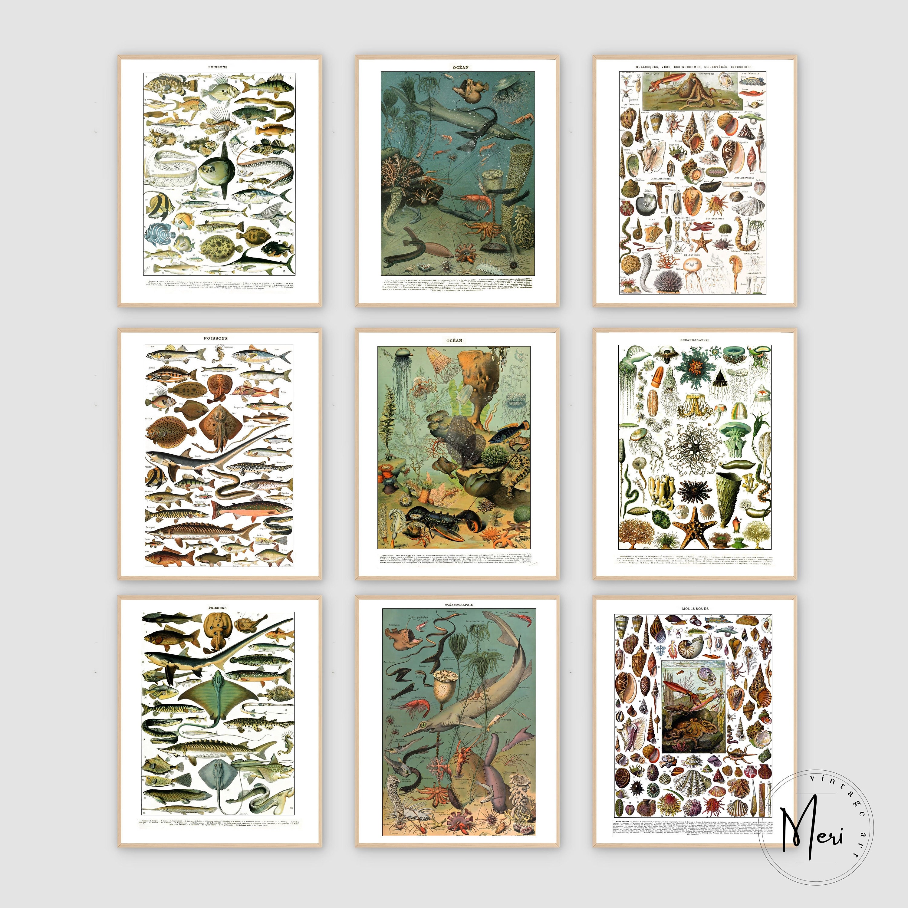 Sea Life Set of 9 Posters,adolphe Millot,vintage French Lithography ...