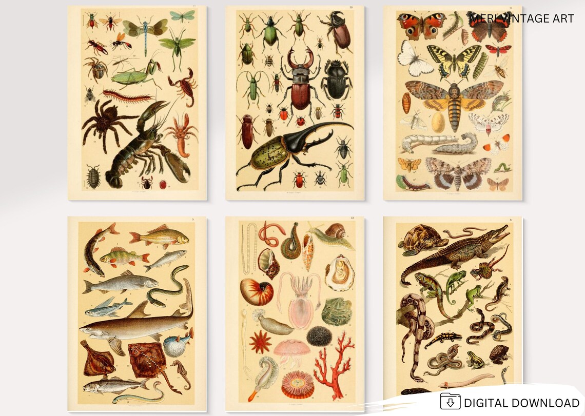 Vintage Animal Poster,12 Chart, Poster,illustrations,atlas,larousse ...