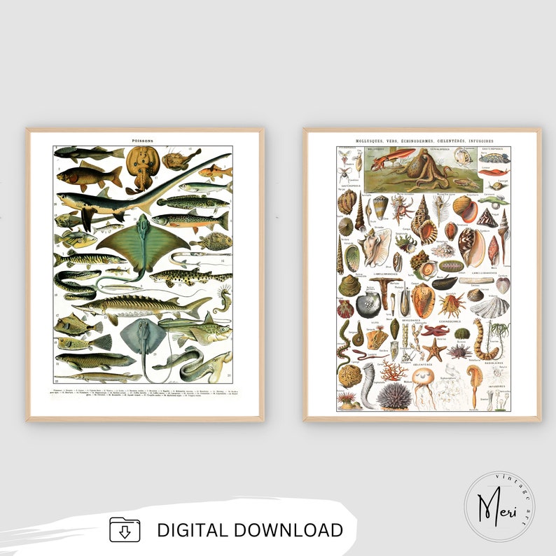 Sea Life Set Of 9 Posters Adolphe Millot Vintage French Lithography