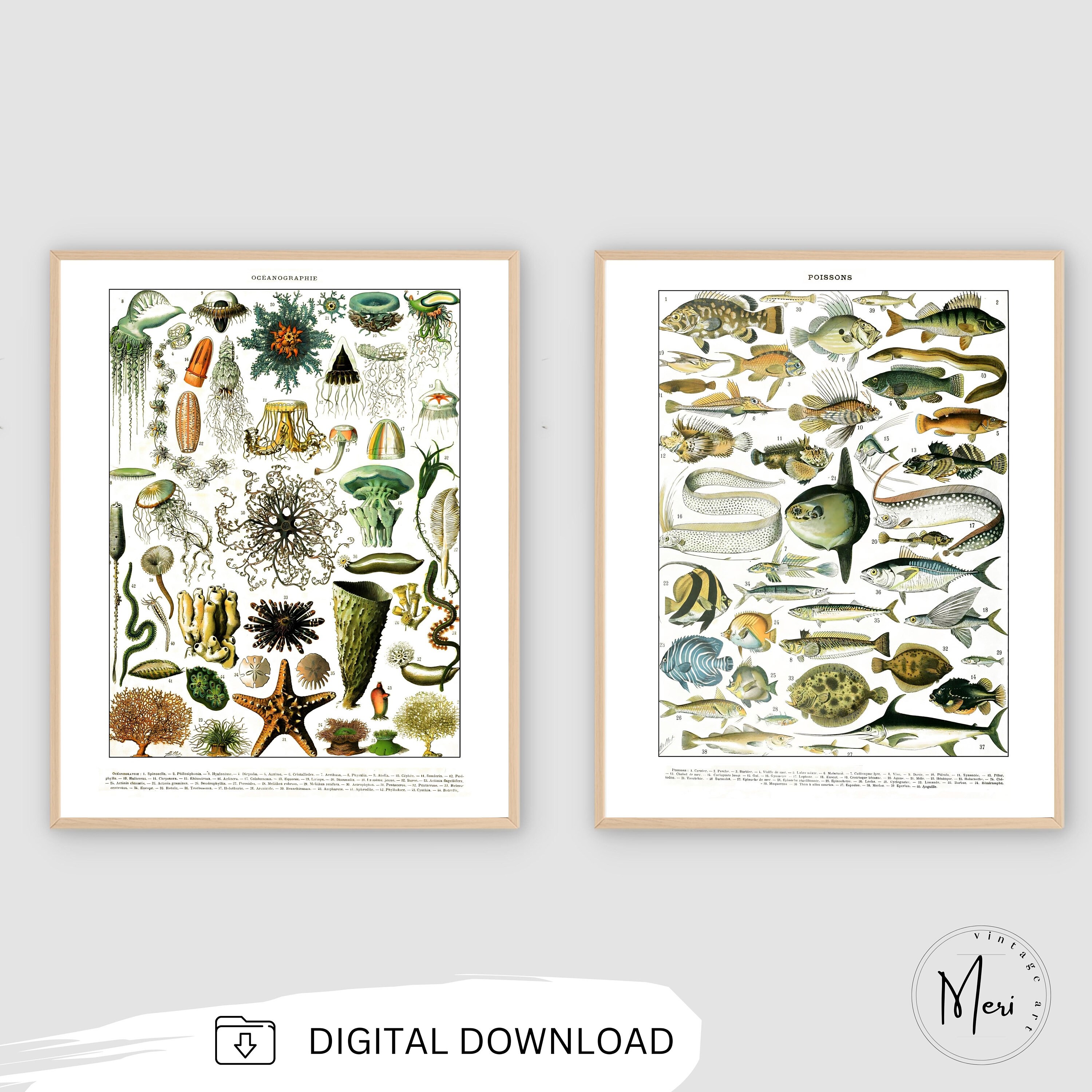 Sea Life Set of 9 Posters,adolphe Millot,vintage French Lithography ...