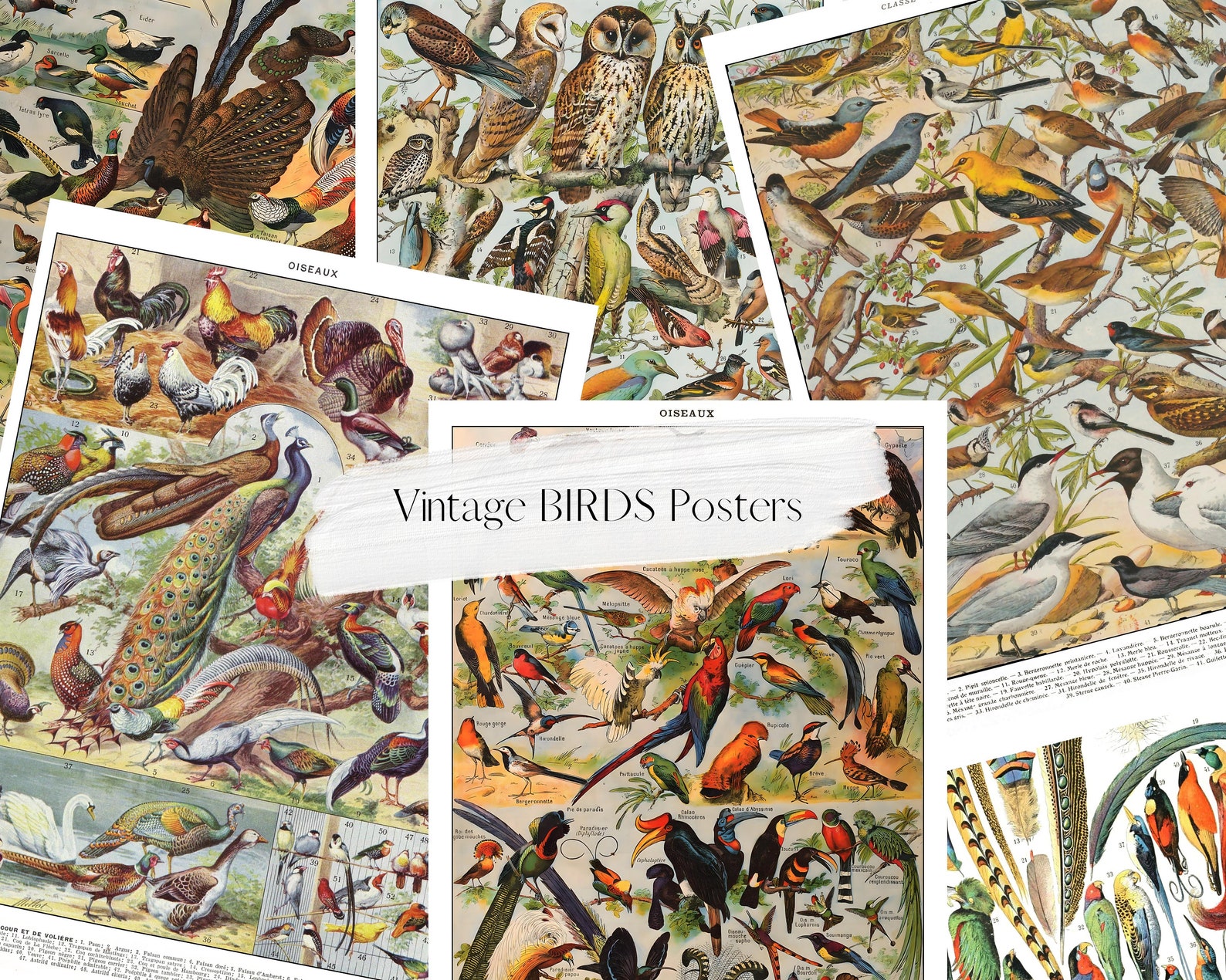 Adolphe Millot BUNDLE,75 Posters and Illustrations,adolphe Millot ...
