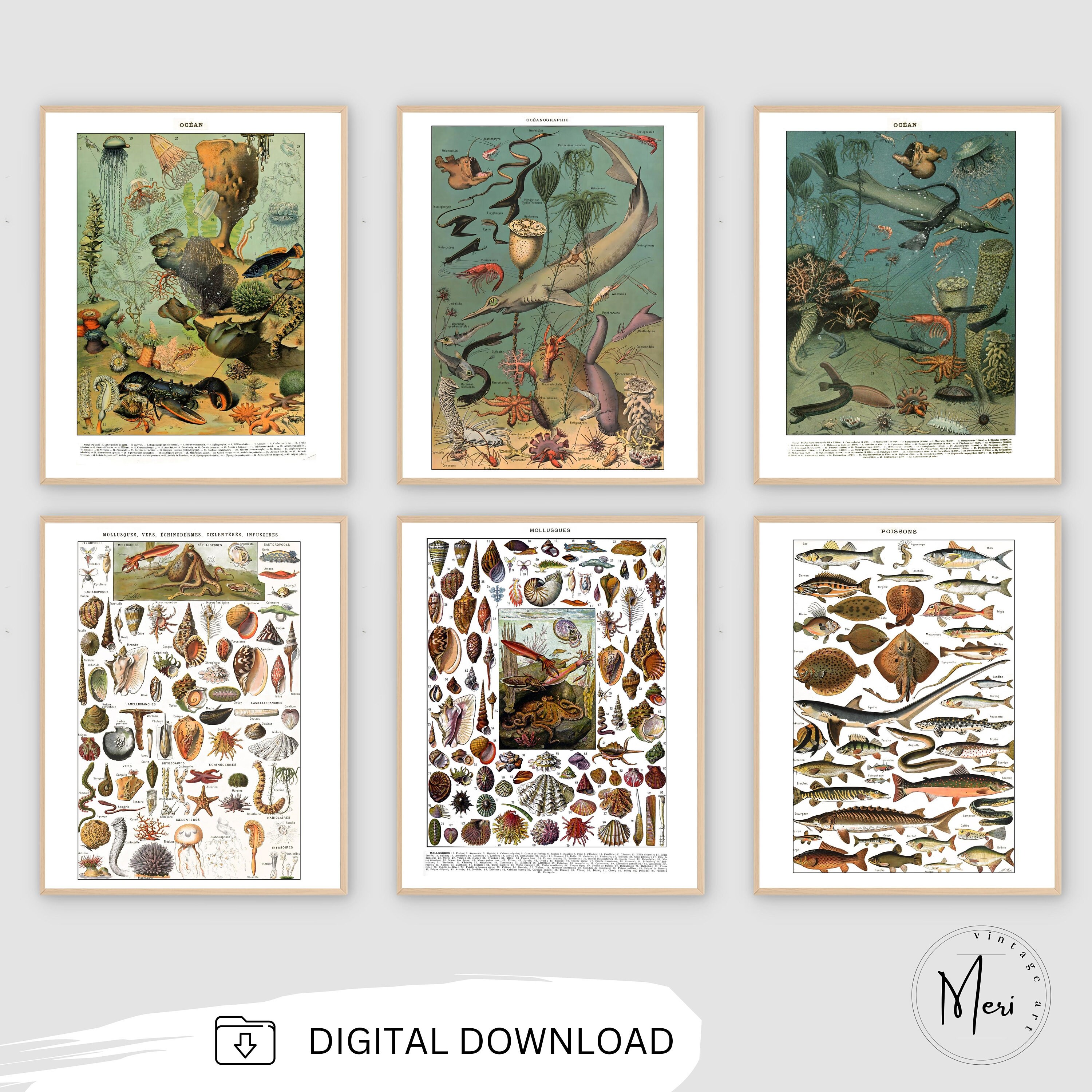 Sea Life Set of 9 Posters,adolphe Millot,vintage French Lithography ...