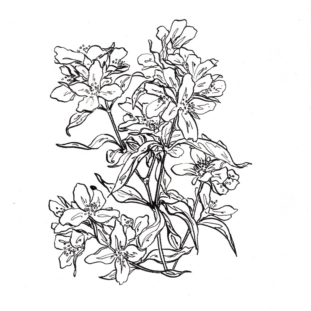 A Cluster of Syringa Flowers - Etsy