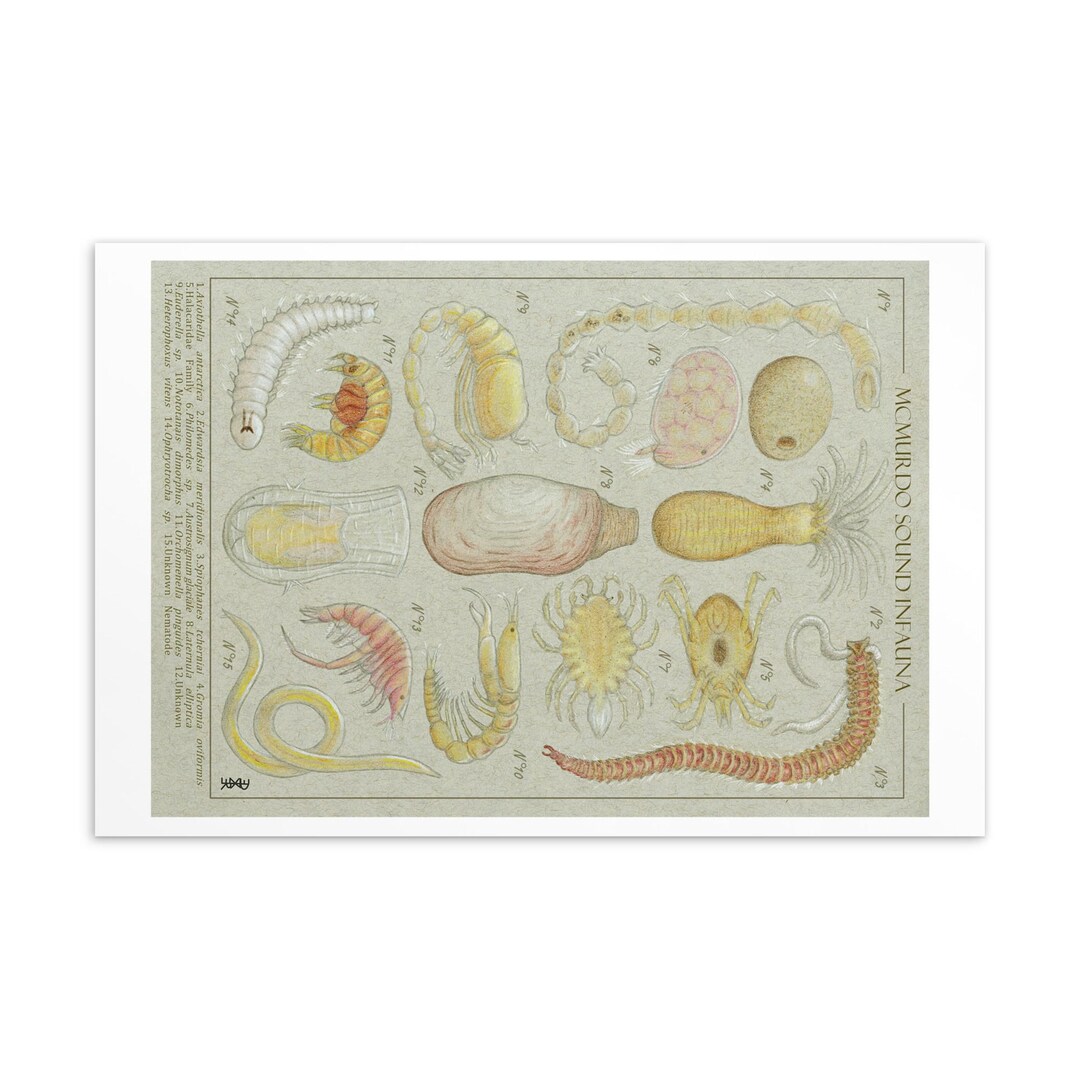 Mcmurdo Sound Seep Fauna Community Postcard - Etsy