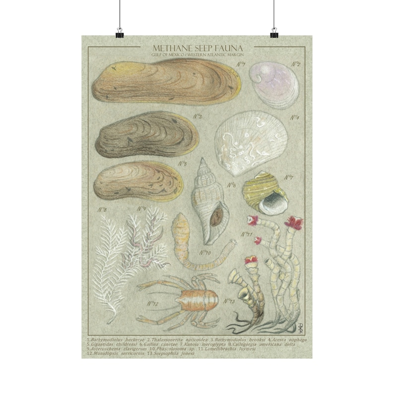 Methane Seep Fauna Community Poster - Etsy