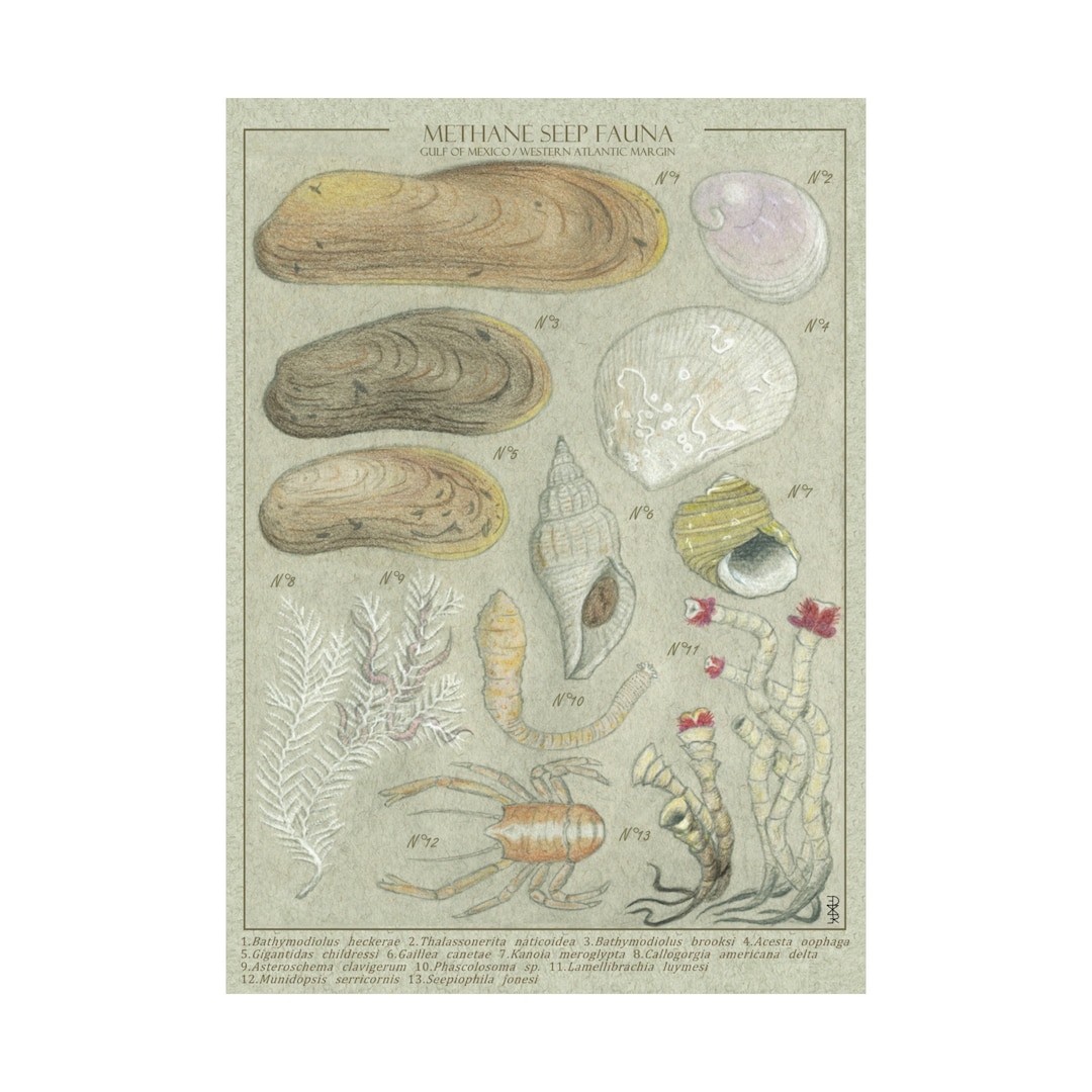 Methane Seep Fauna Community Poster - Etsy