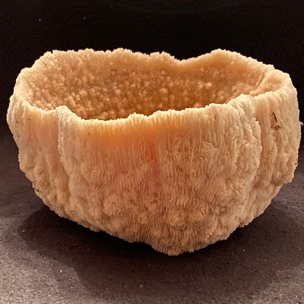 Large Coral Decorative Bowl - Etsy