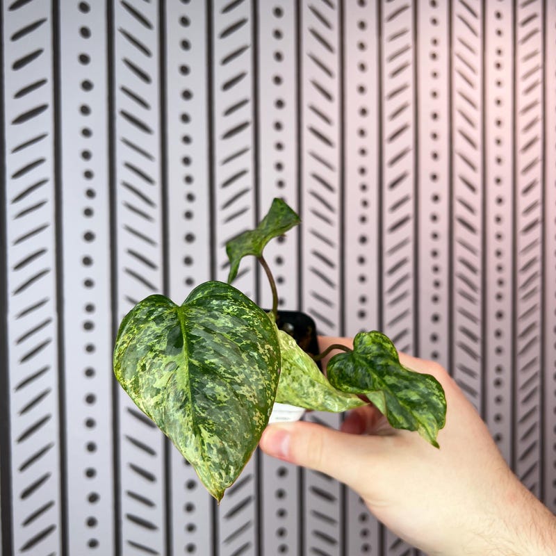 Philodendron Sodiroi - Etsy