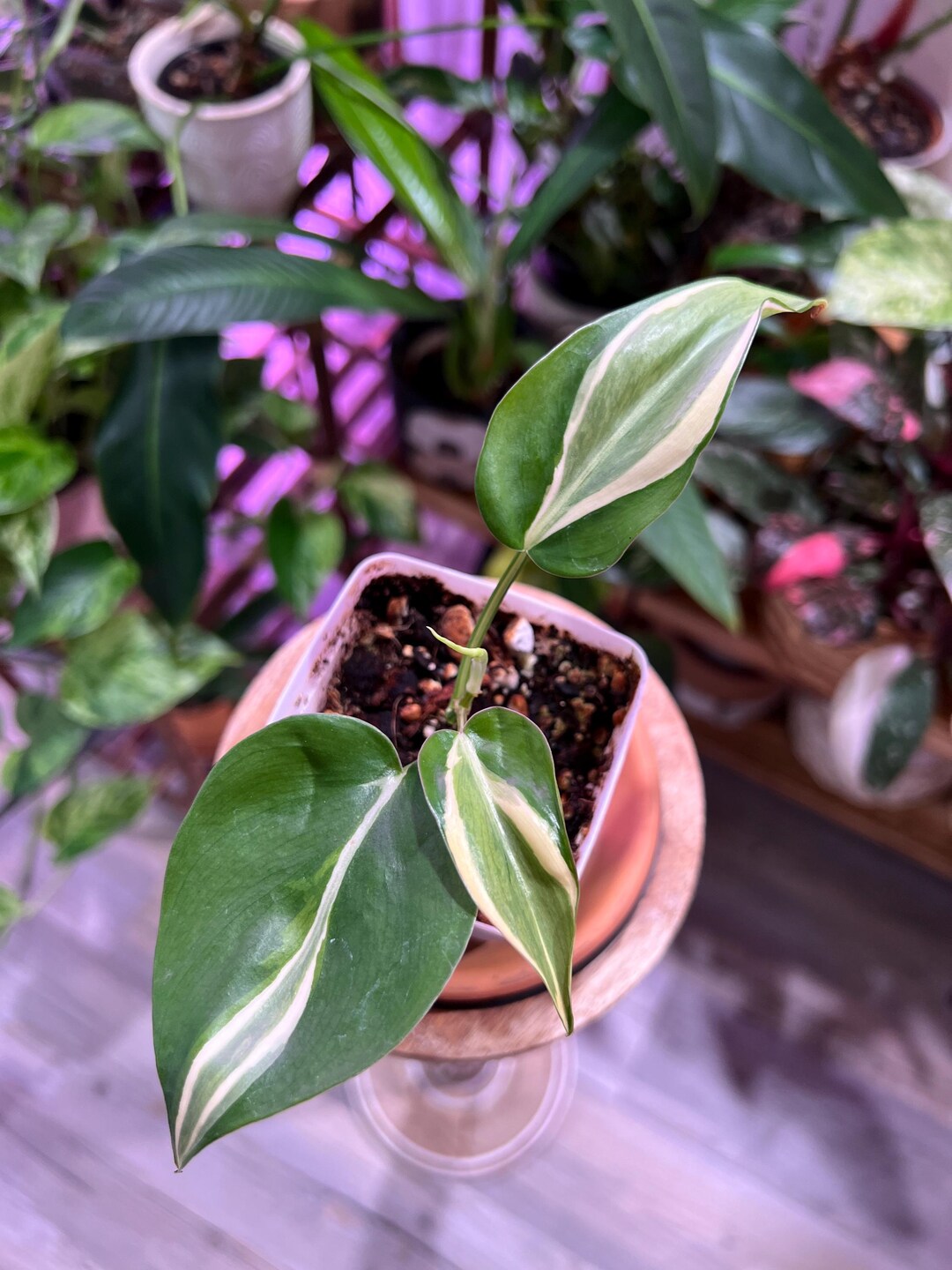 Philodendron Rio - Etsy