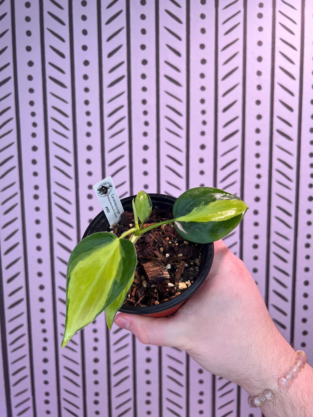 Philodendron Brasil ‘carnival’ #450 - Etsy