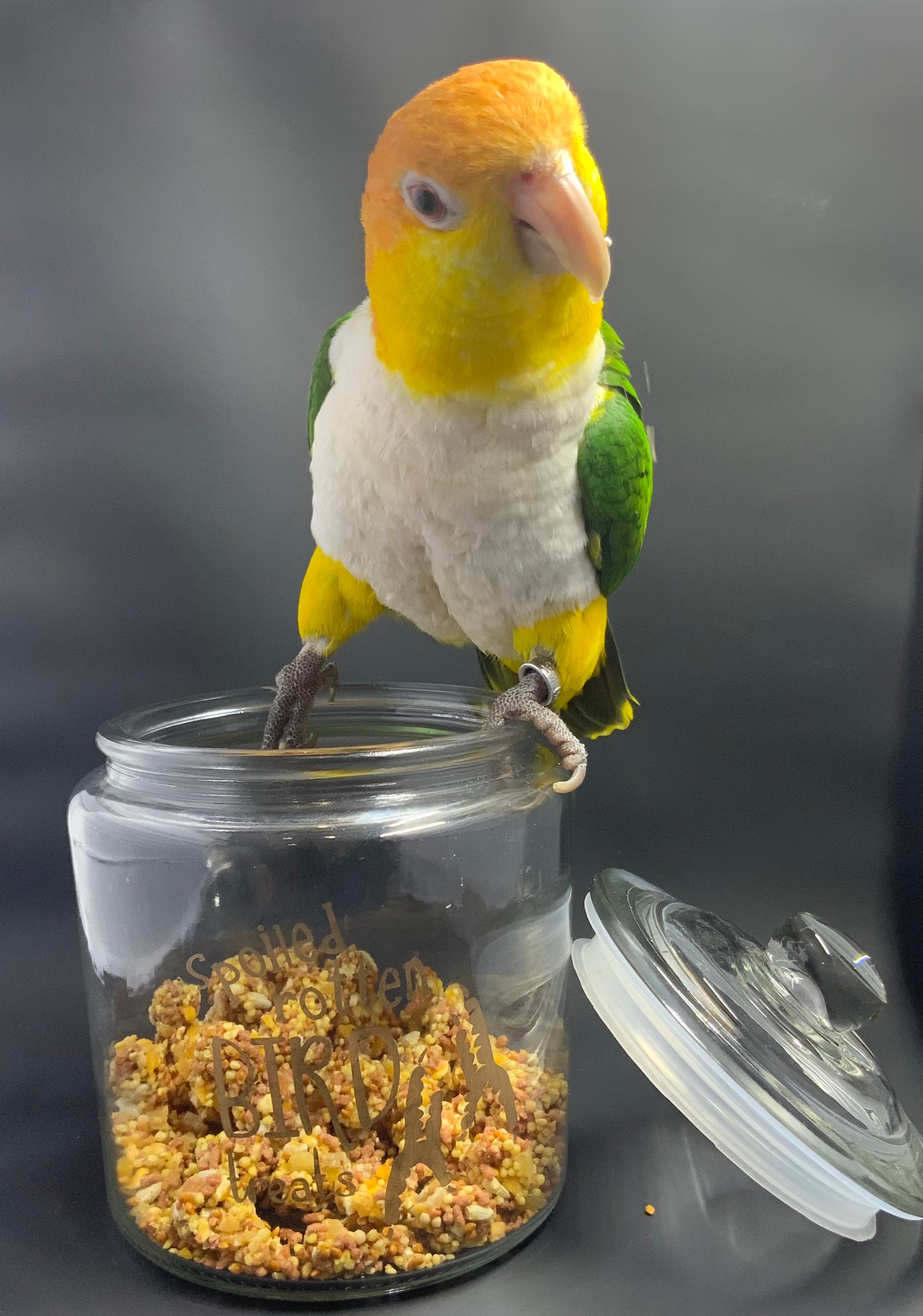 Spoiled Bird Glass Treat Jar - Etsy