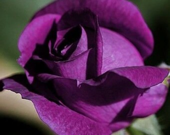 RARE English Red Purple Rose-bush 3. 10 or 20 SEEDS - Etsy