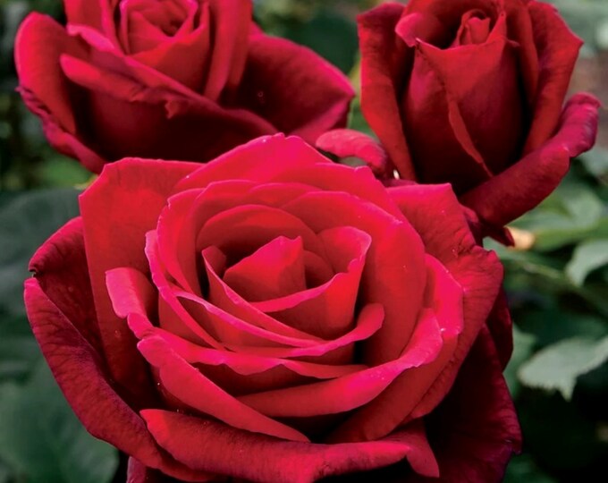 LIVE sol Desire Perennial Rose Live Bush Shrub - Etsy